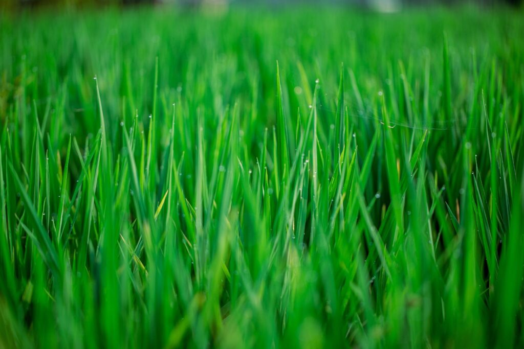 The Benefits of a Healthy Lawn - Southwest Lawn & Garden